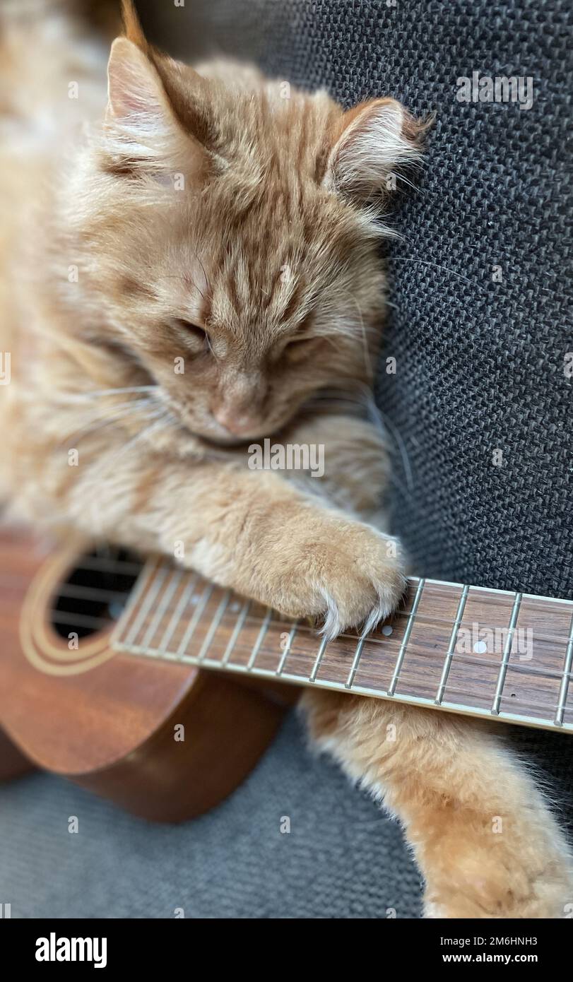 Funny Cats With Guitars