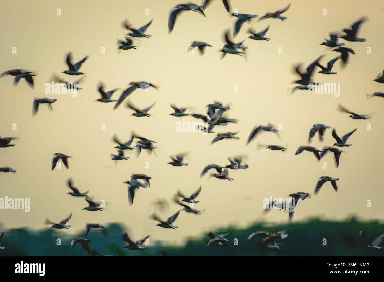 A flock of black-headed gulls in flight - blur effect Stock Photo - Alamy