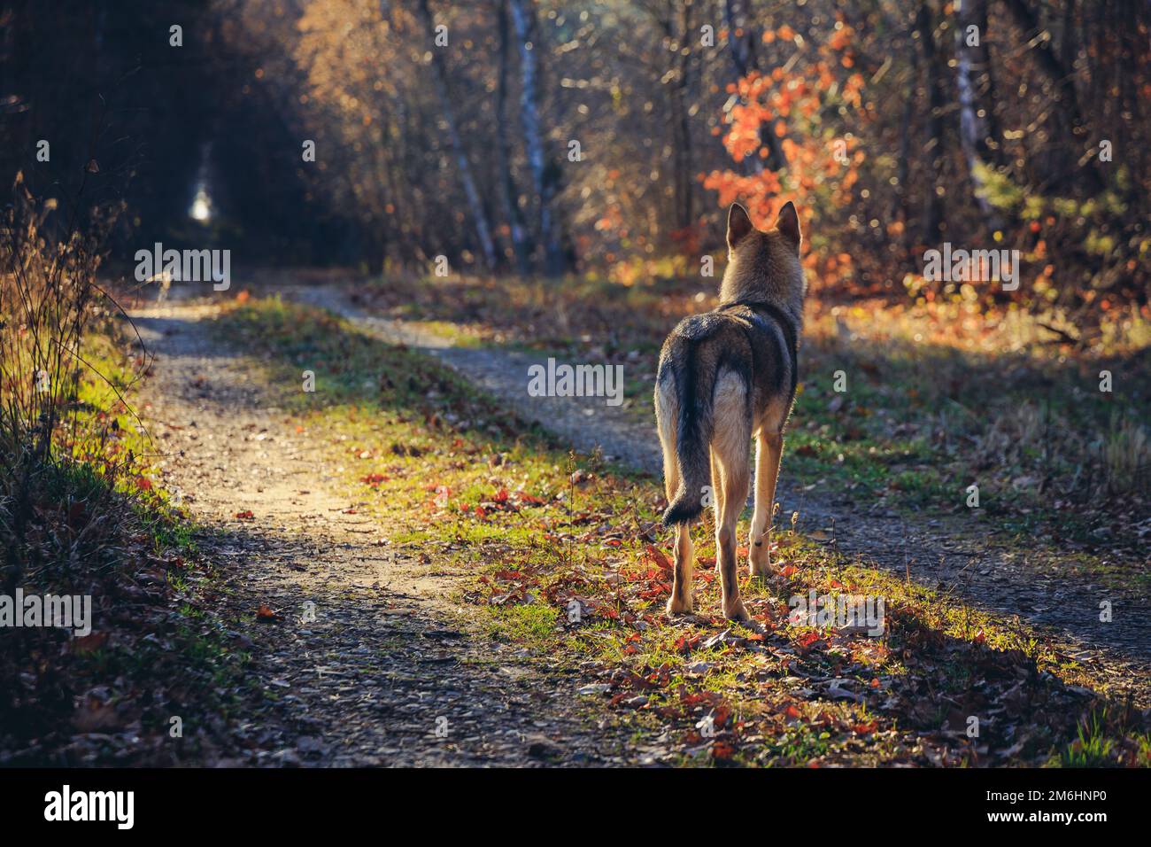 Tamaskan dog on a forest road during autumn in Poland Stock Photo - Alamy