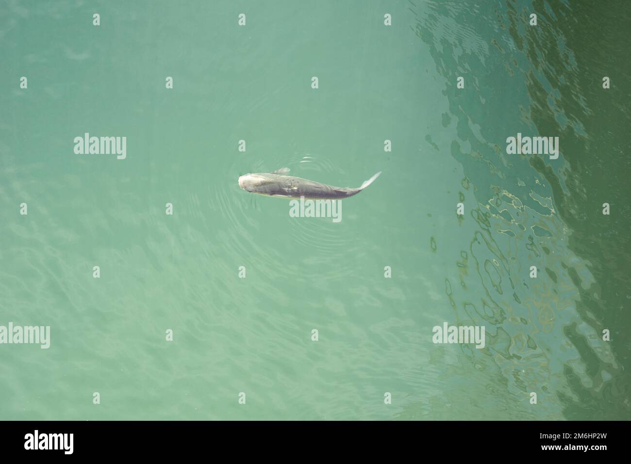 Top view fishes swimming in hi-res stock photography and images - Alamy
