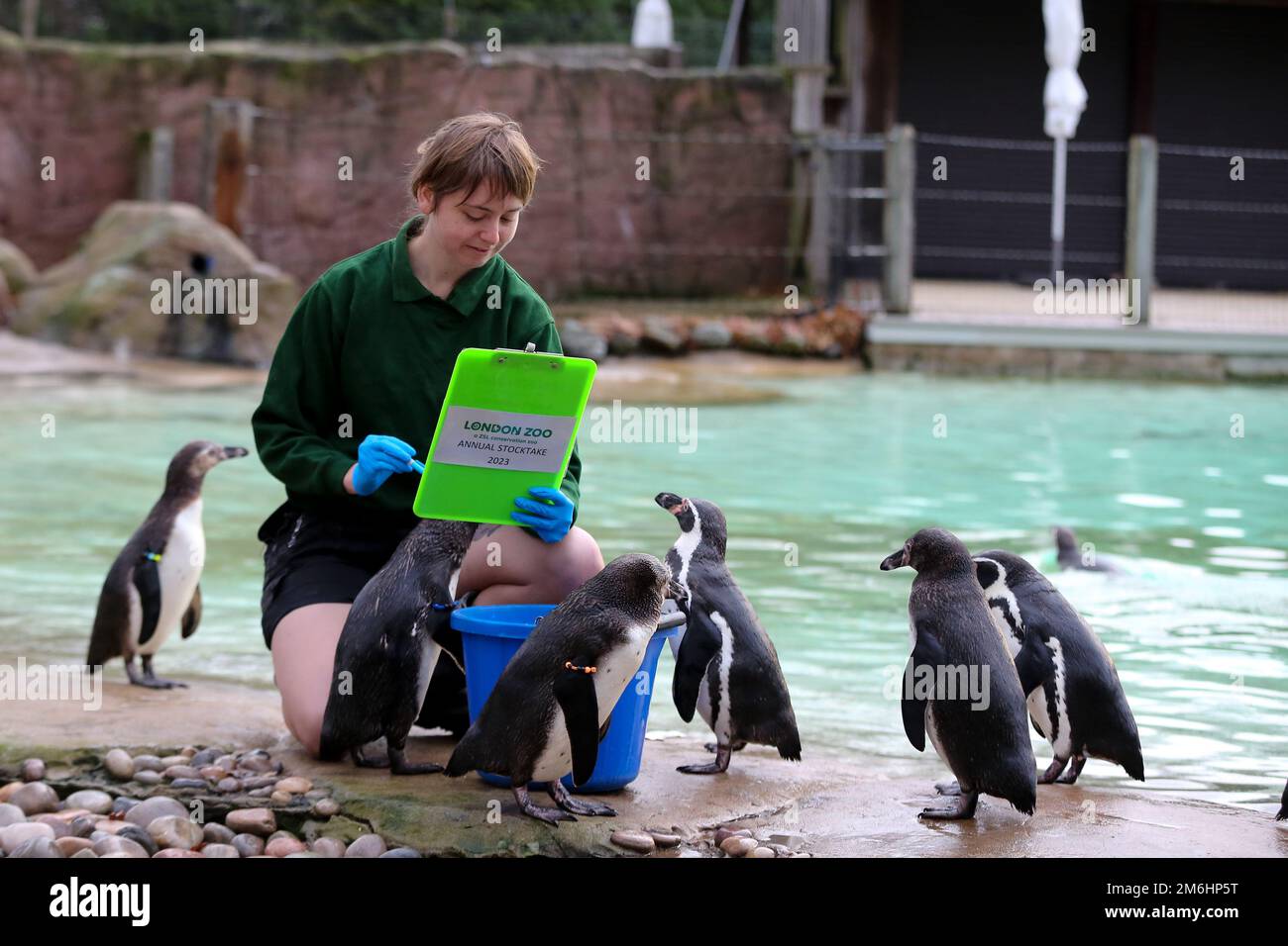 Zoo keeper Jessica Ray counts Humboldt penguins during the annual ...