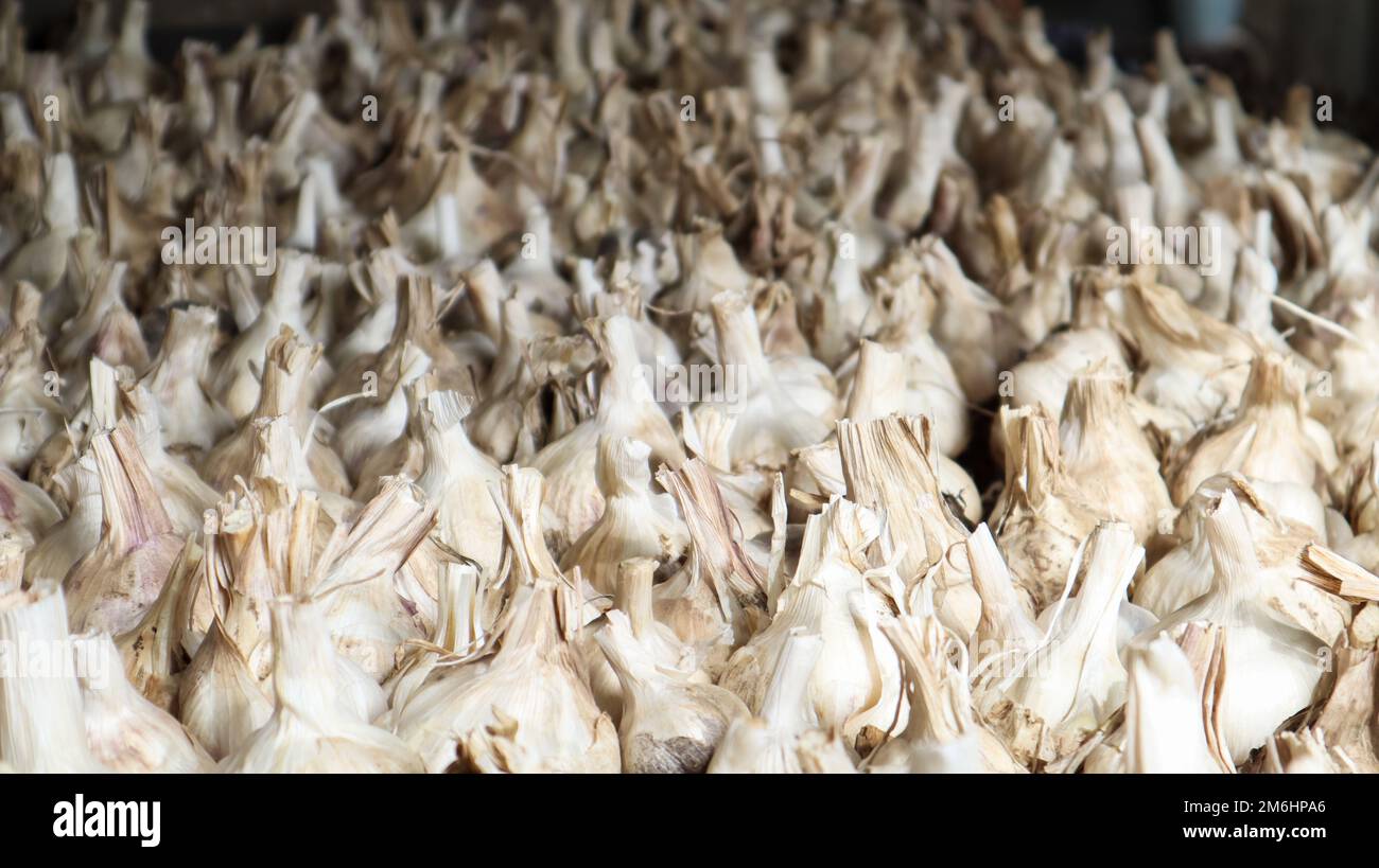 A lot of messidor garlic is spread out in the open air. This variety is ...