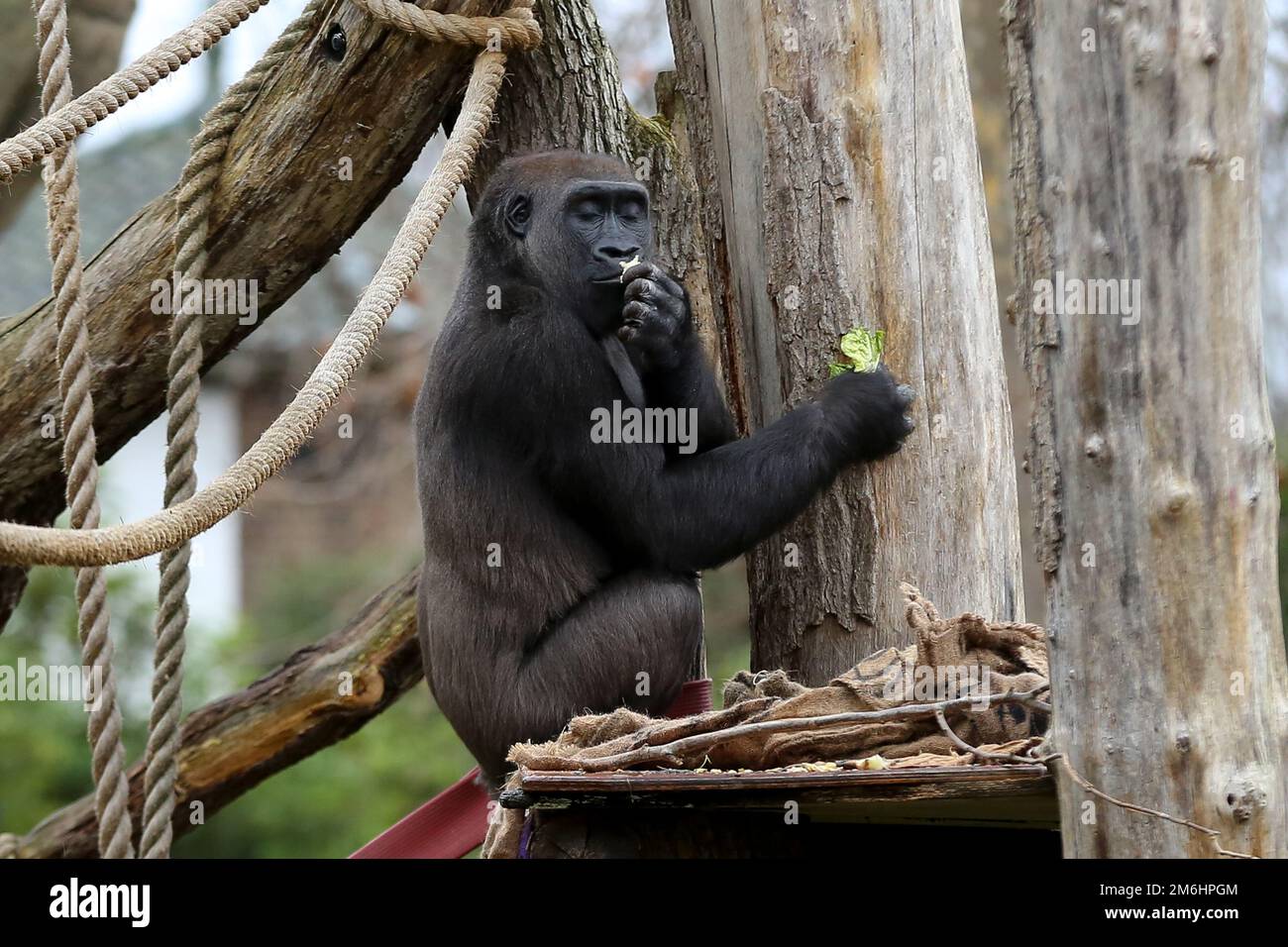 Gorilla kingdom london zoo hi-res stock photography and images - Alamy