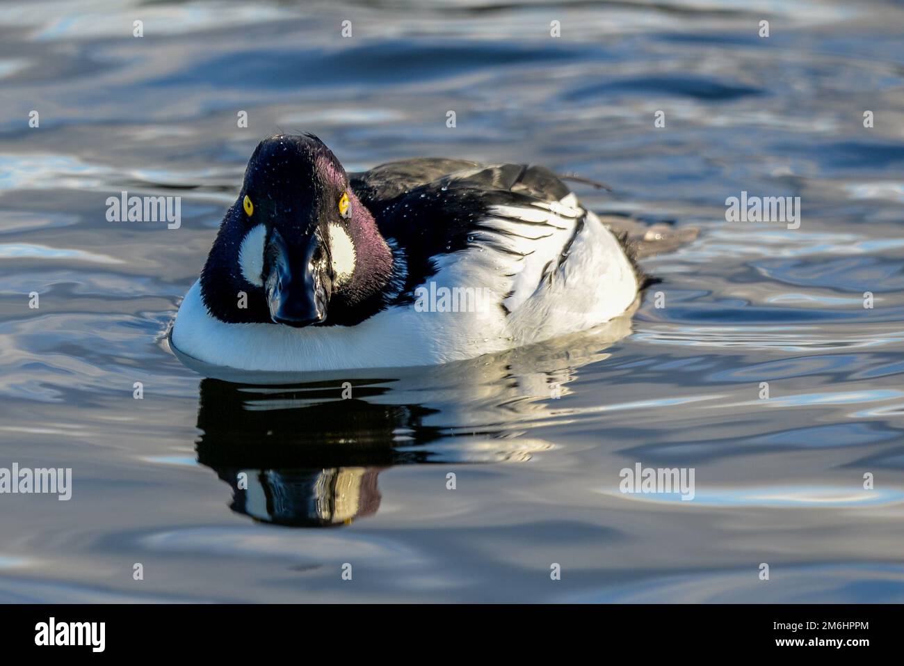 Duck british isles hi-res stock photography and images - Alamy