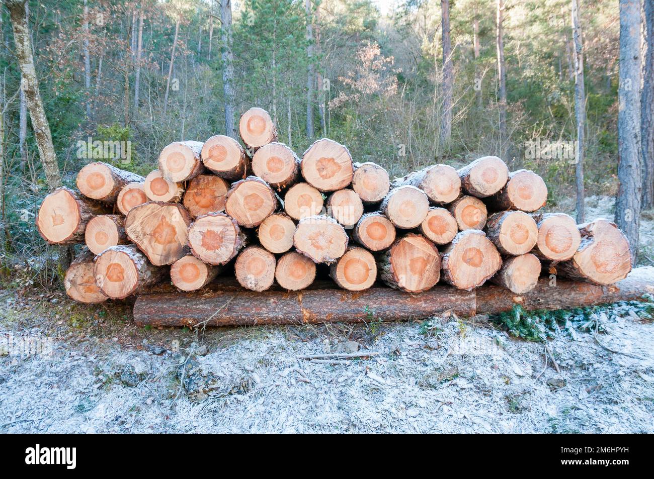 Tree trunk pile in forest hi-res stock photography and images - Alamy