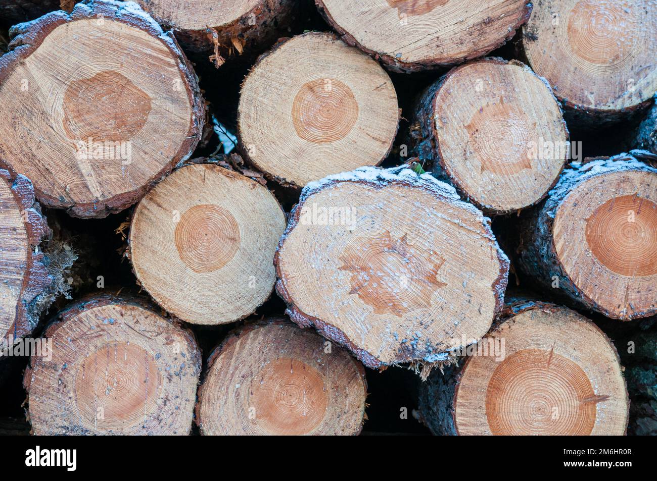 details of a pile of logs in the forest, Catalonia, Spain Stock Photo ...