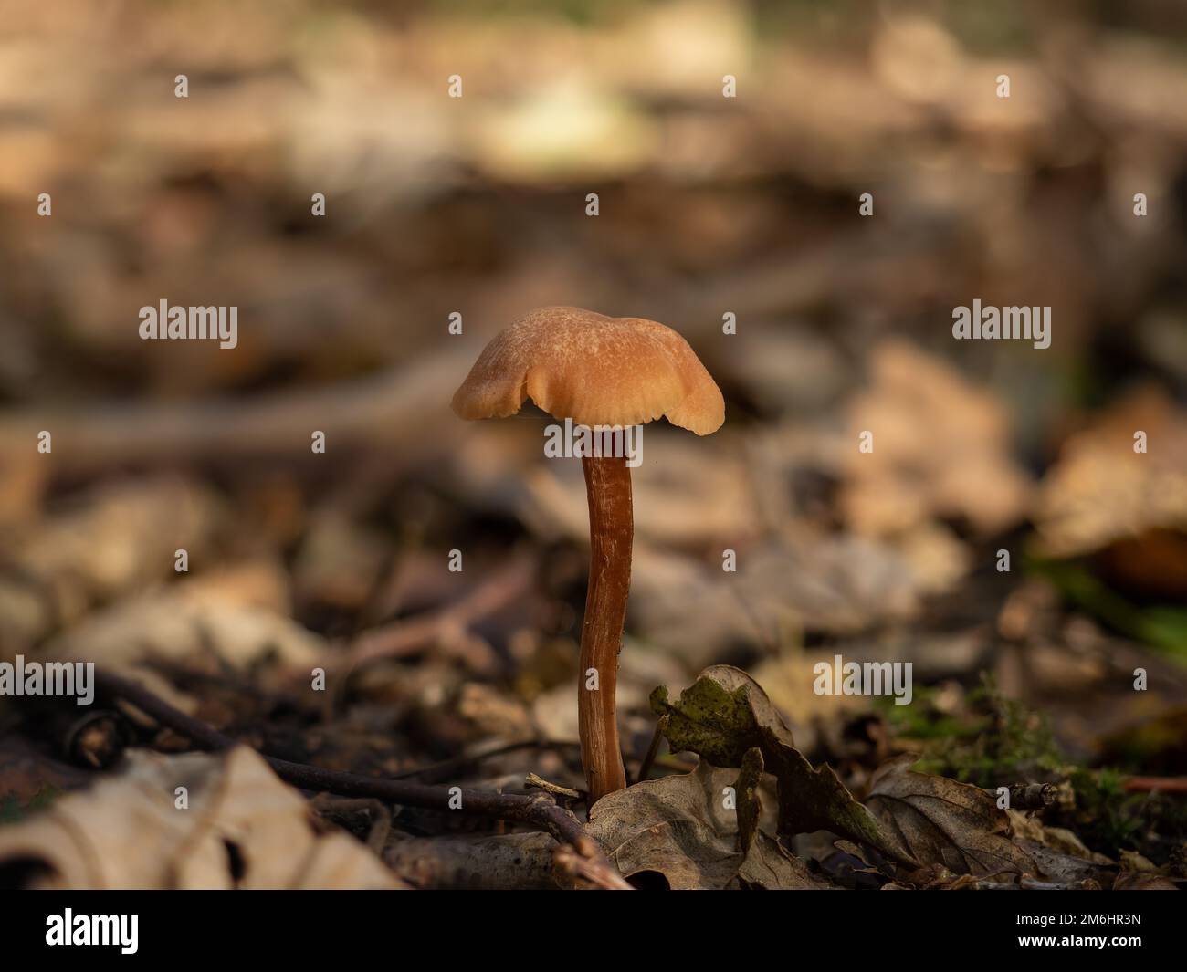 Deceiver fungus hi-res stock photography and images - Alamy Deceiver fungus hi-res stock photography and images - Alamy