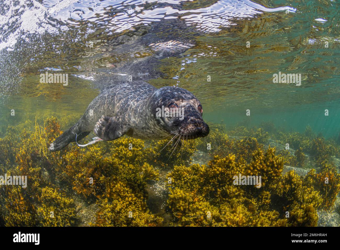 New-born Common Seal Pup in the Seaweed Stock Photo - Alamy