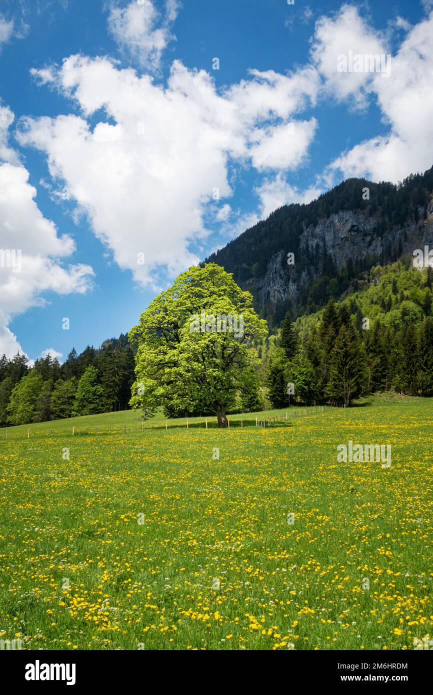 Wild emperor oak Stock Photo - Alamy