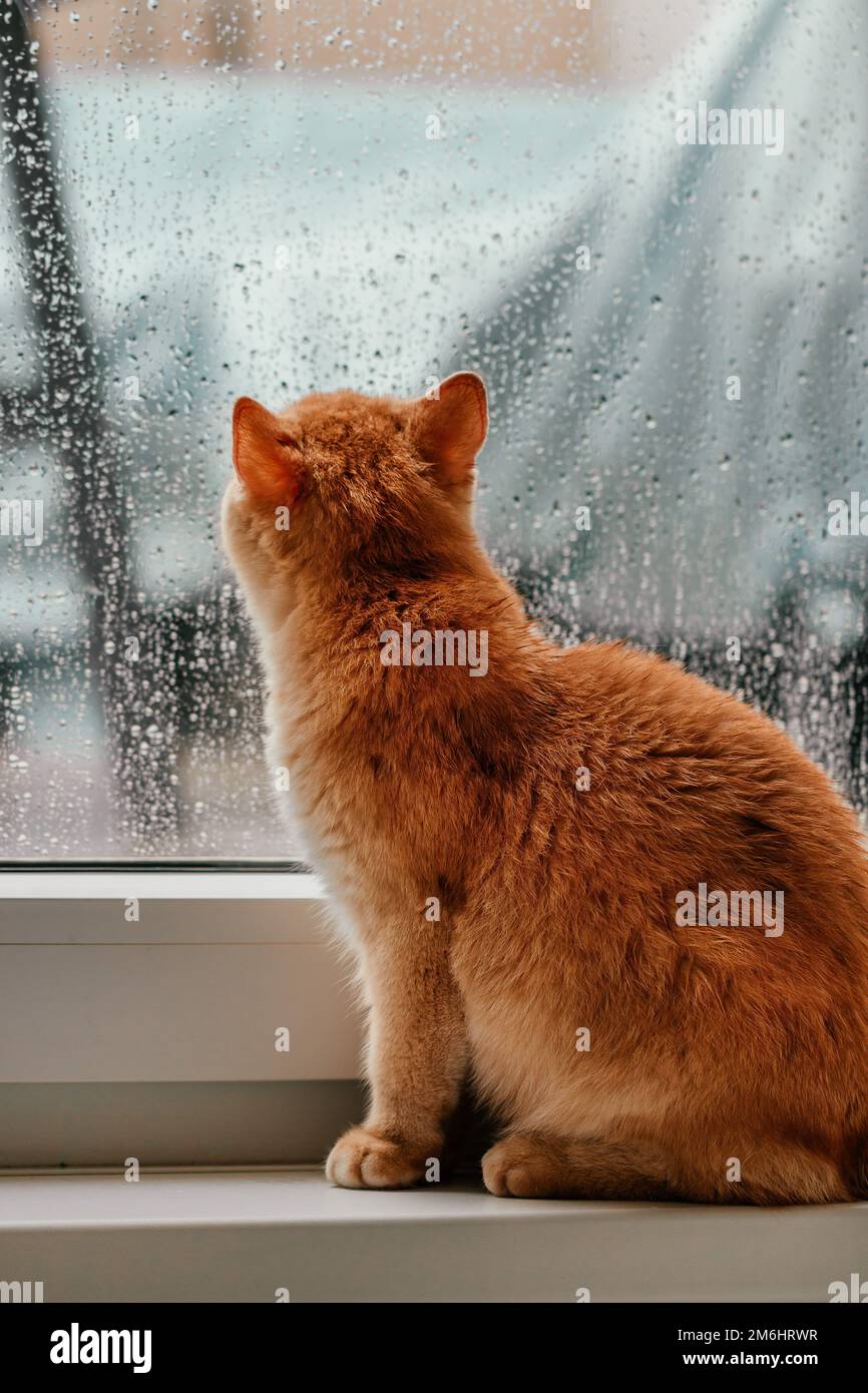 A vertical back view of an orange cat staring outside of a window as it ...