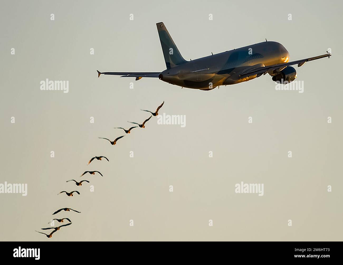 Airlines That Fly Birds