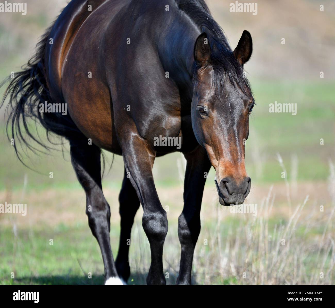 Early domestic hi-res stock photography and images - Alamy