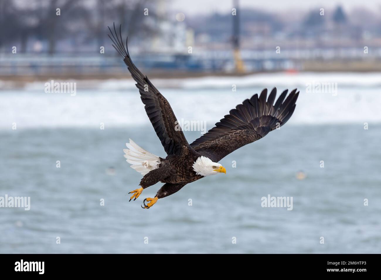 The Bald eagle in flight Stock Photo - Alamy