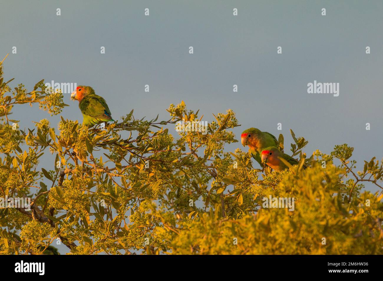 The rosy-faced lovebird . Species of lovebird native to arid regions in ...