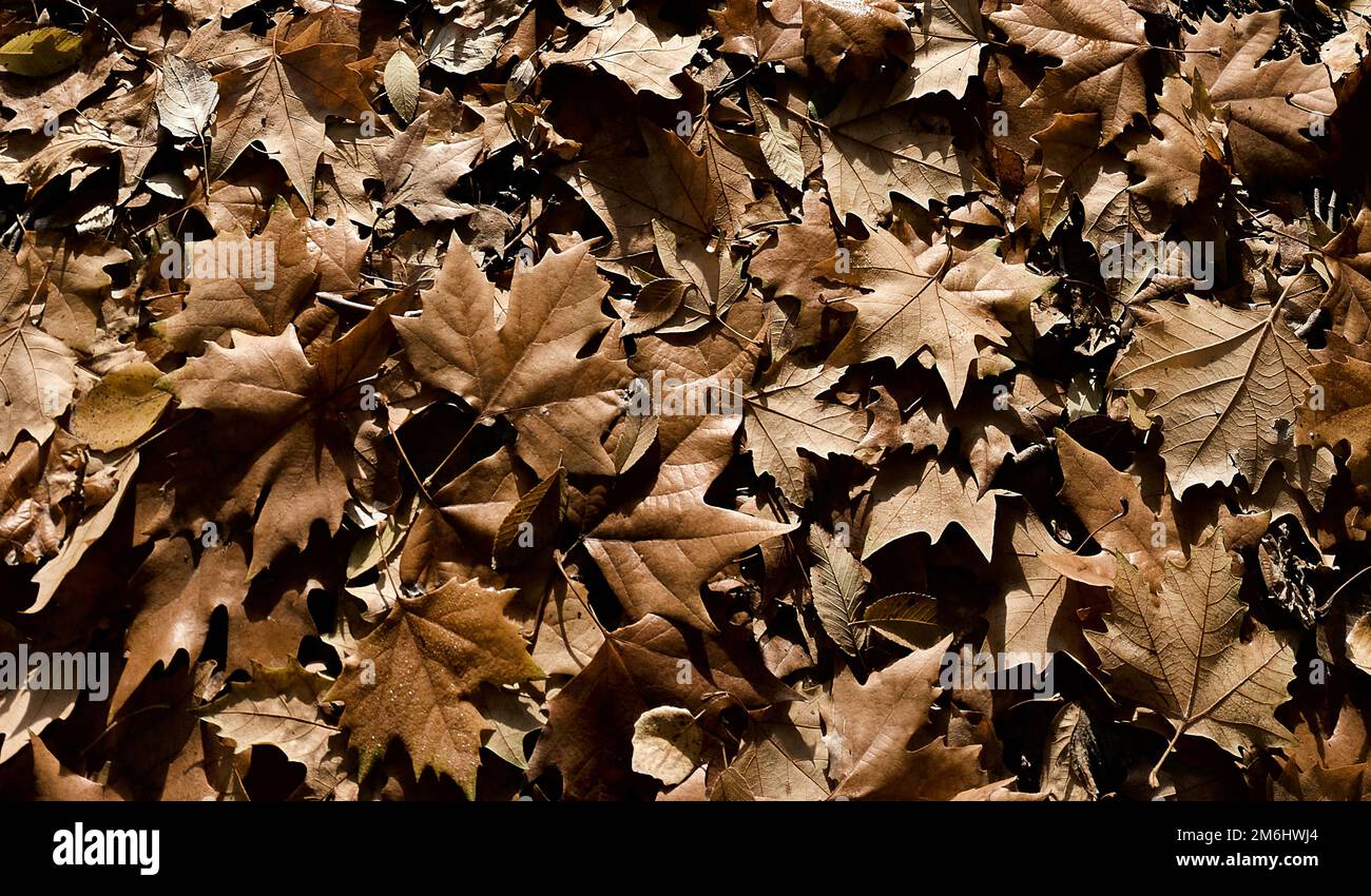 Fallen shadow plantain leaves that completely cover the ground with an ...