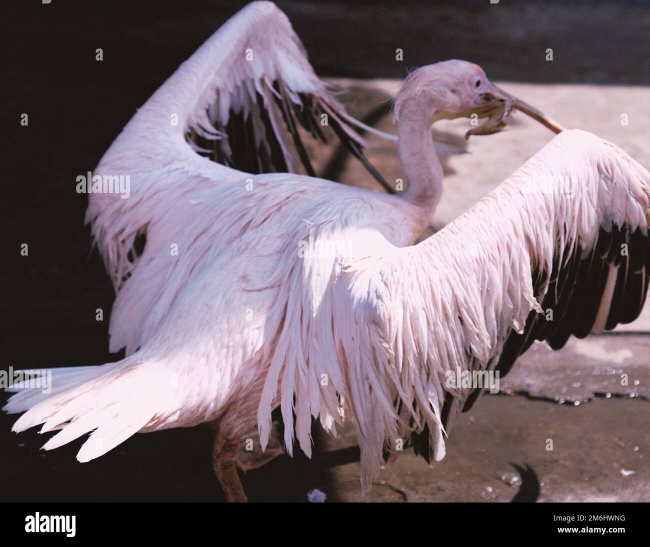 Beak broken hi-res stock photography and images - Alamy
