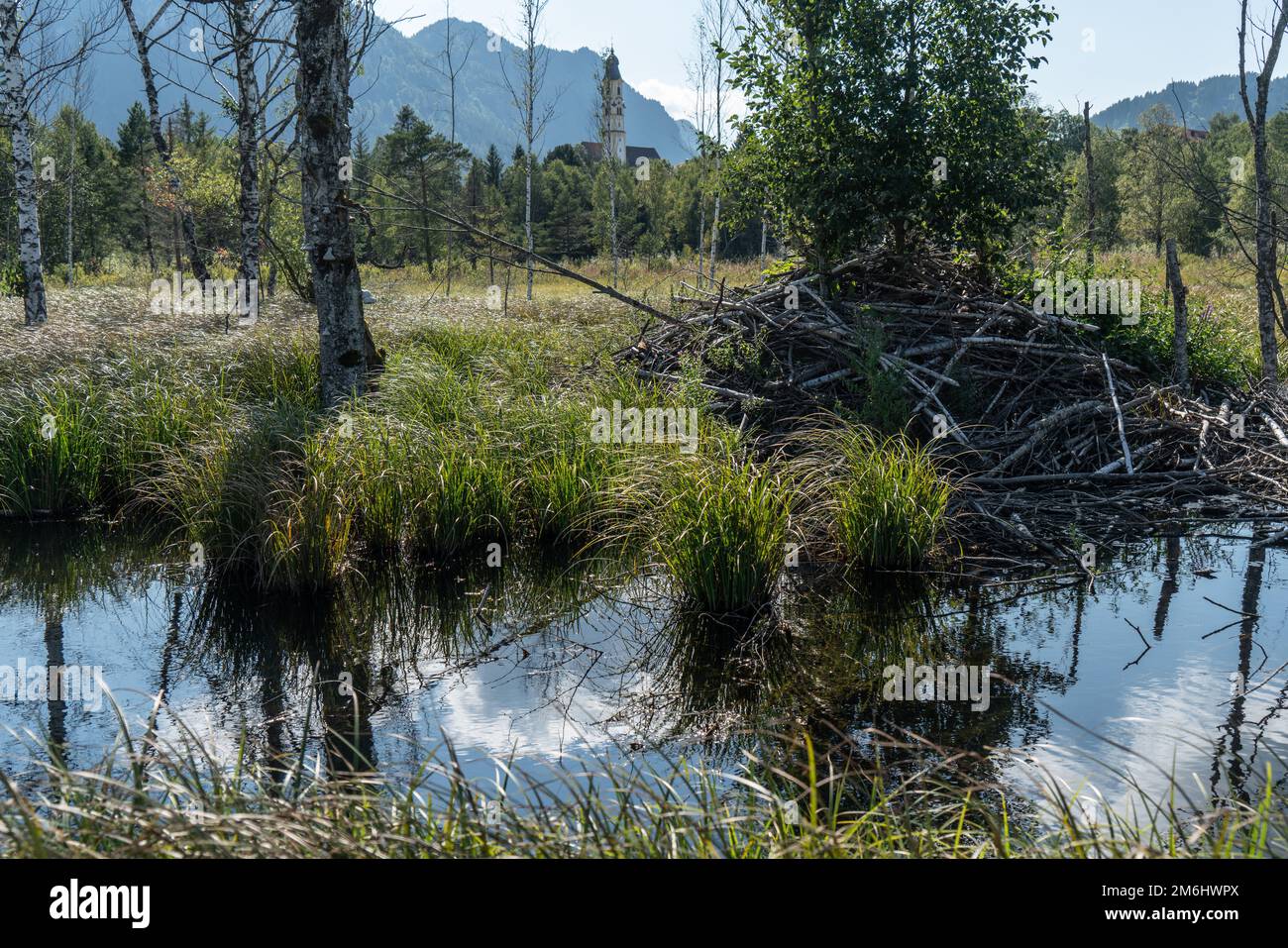Beaver castle in the Vilsmoor near Pfronten in the AllgÃ¤u Stock Photo ...