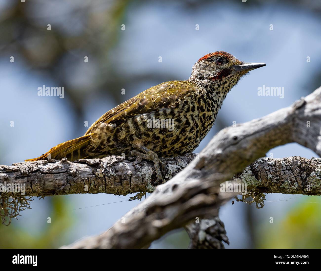 A male Knysna Woodpecker (Campethera notata) perched on a tree. Western ...