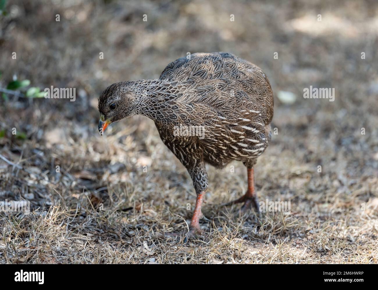 A Cape Spurfowl (Pternistis capensis) foraging on the ground. Western ...