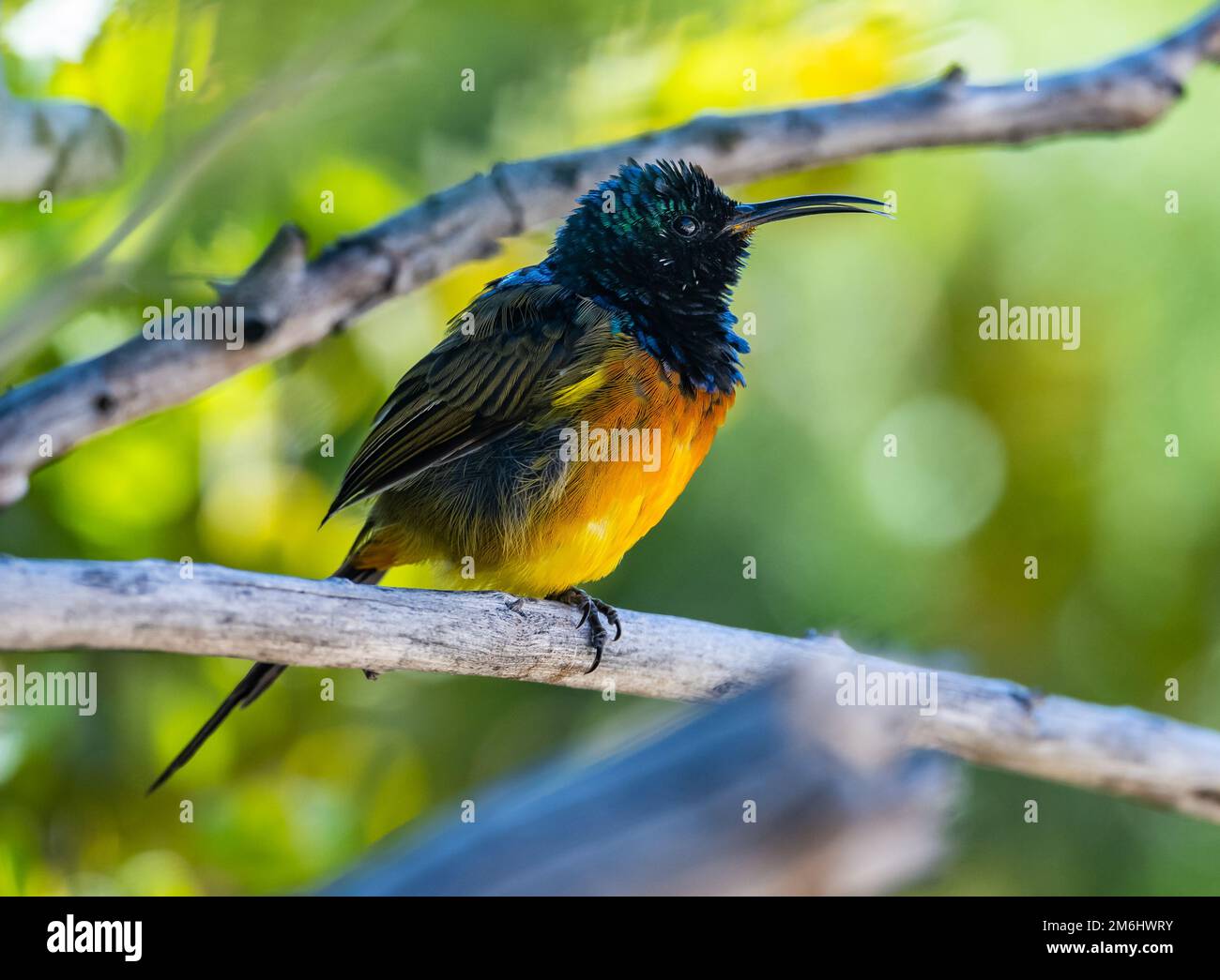 A male Orange-breasted Sunbird (Anthobaphes violacea) perched on a ...