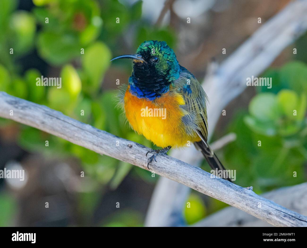 A male Orange-breasted Sunbird (Anthobaphes violacea) perched on a ...