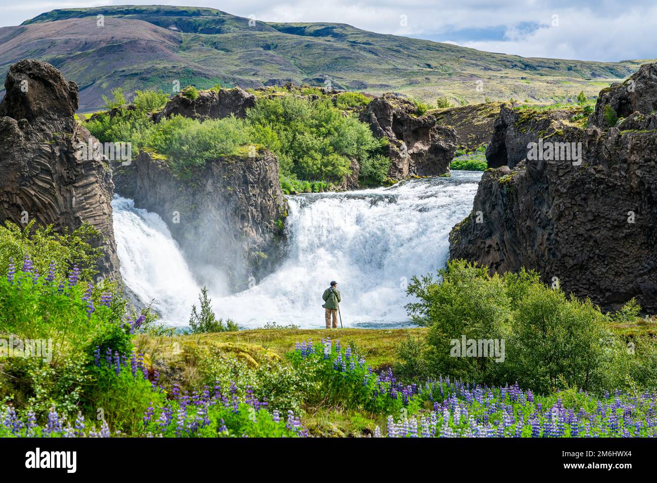 Photographer and the flowers field at Hjalparfoss Waterfalls in the ...