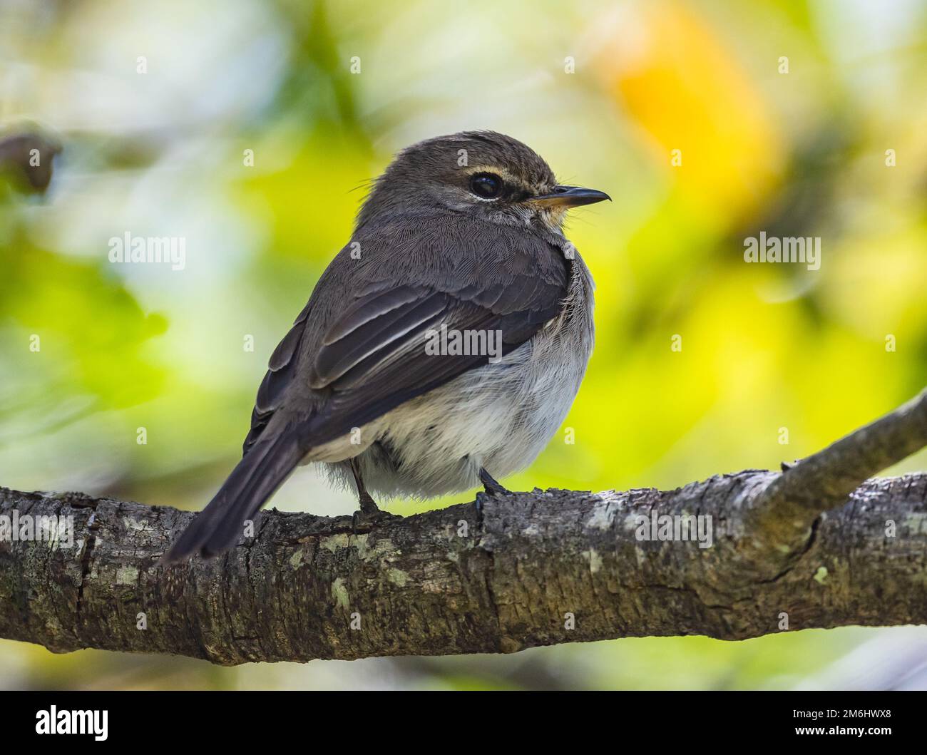 African dusky flycatcher muscicapa adusta hi-res stock photography and ...