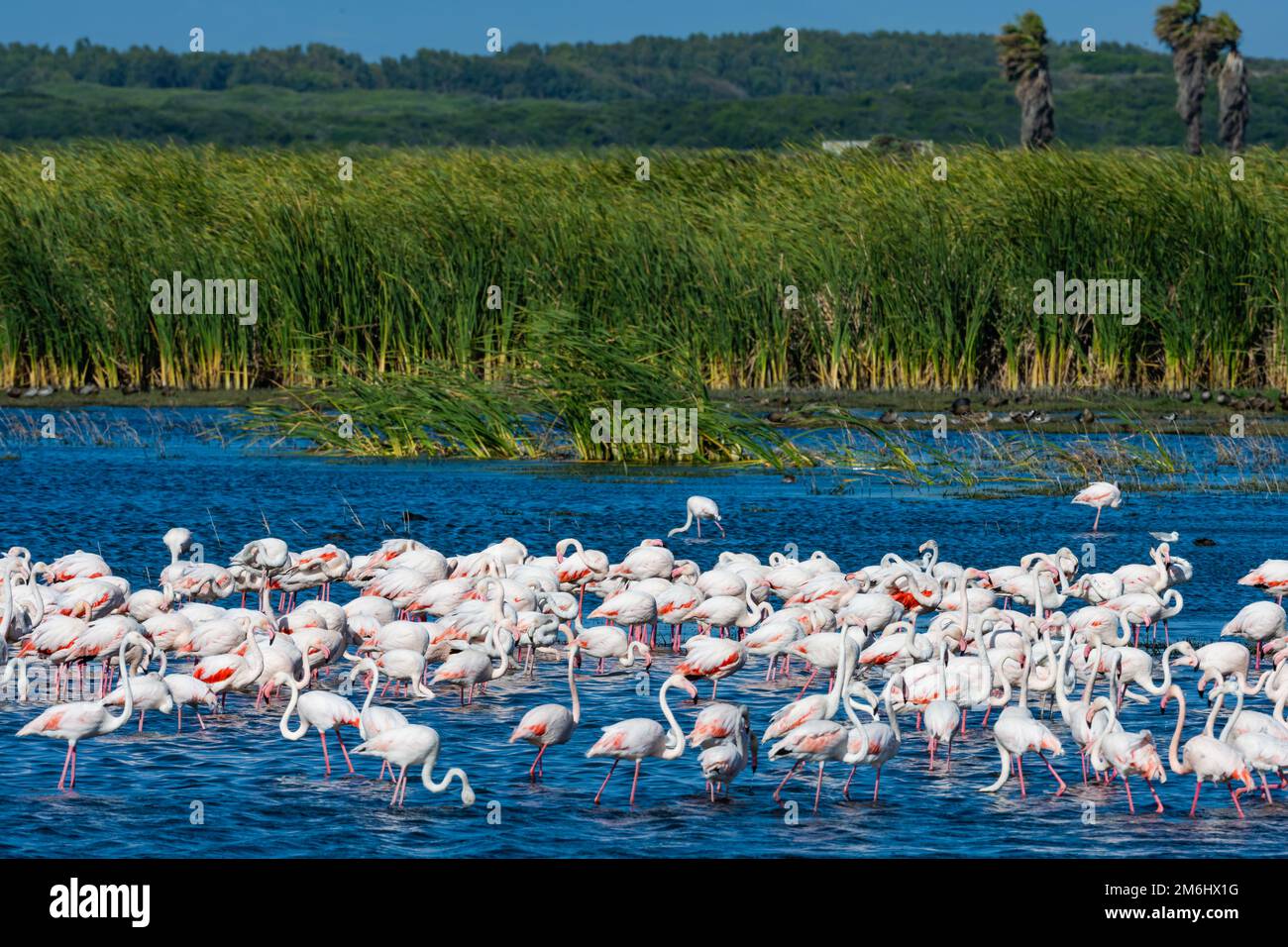 A flock Greater Flamingoes (Phoenicopterus roseus) feeding in a lake ...