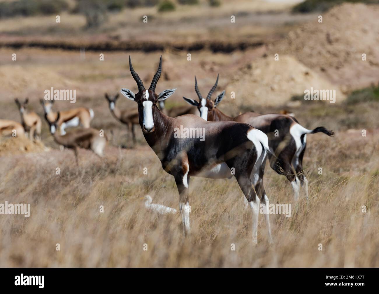 A herd Bontebok (Damaliscus pygargus) on grassland. Western Cape, South ...