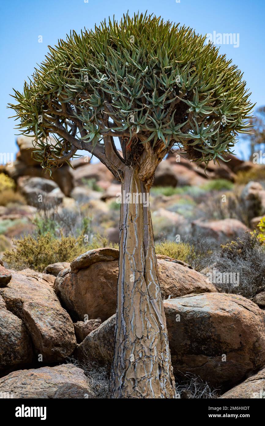 Quiver tree hi-res stock photography and images - Alamy