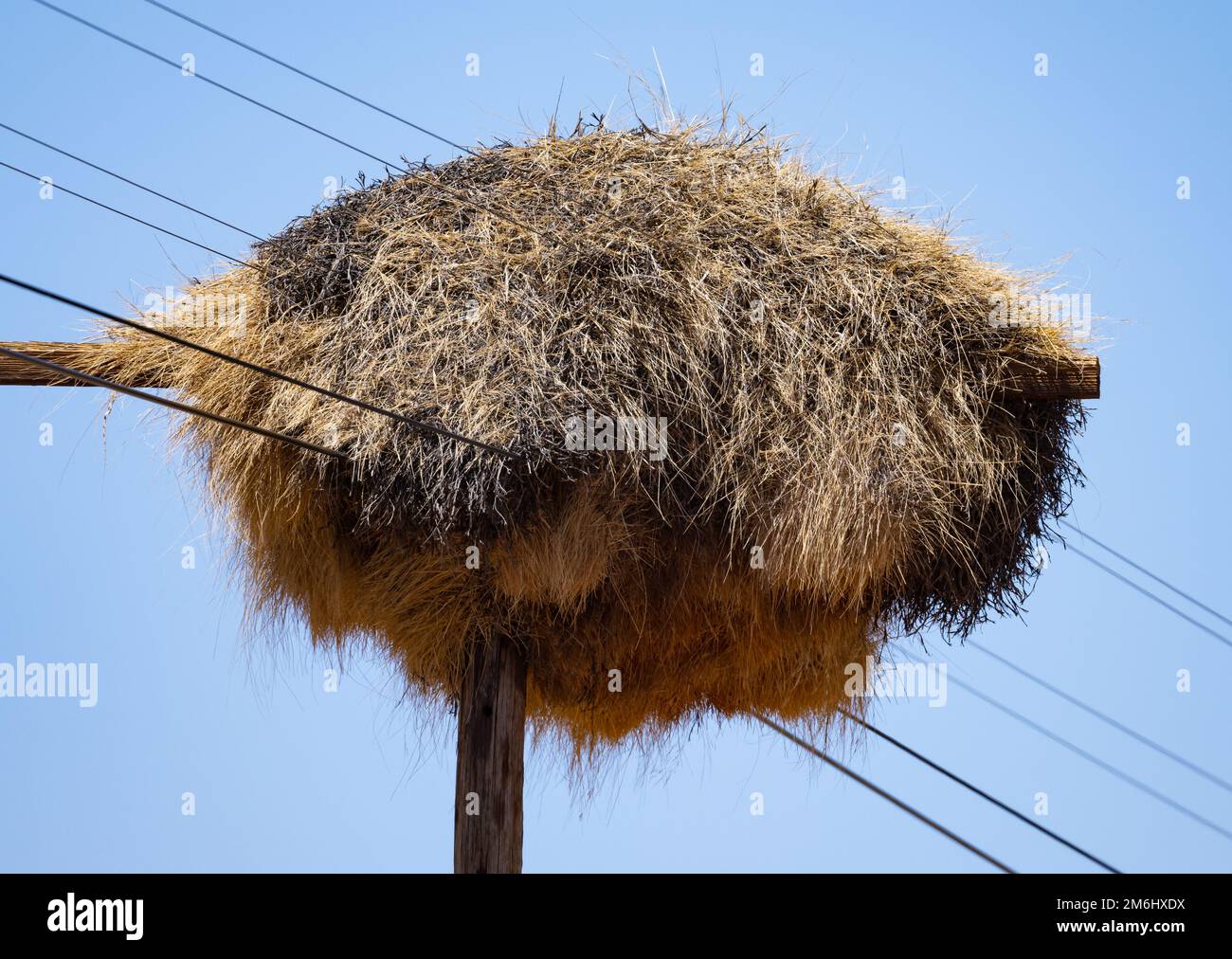 Massive communal nest of Sociable Weavers (Philetairus socius ...