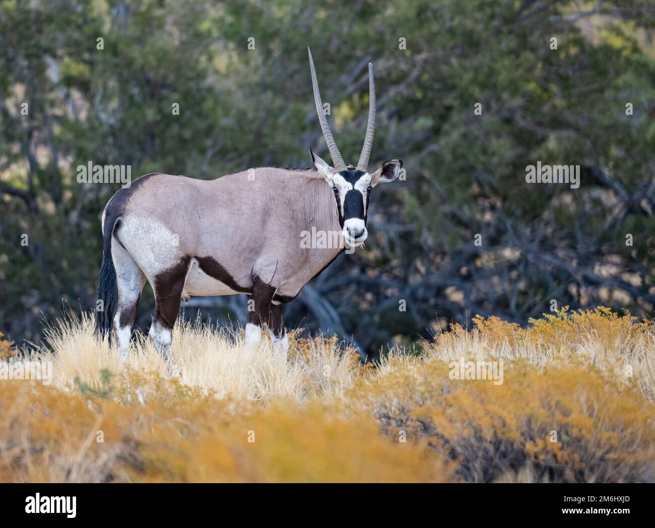 Gemsbok south african oryx hi-res stock photography and images - Alamy