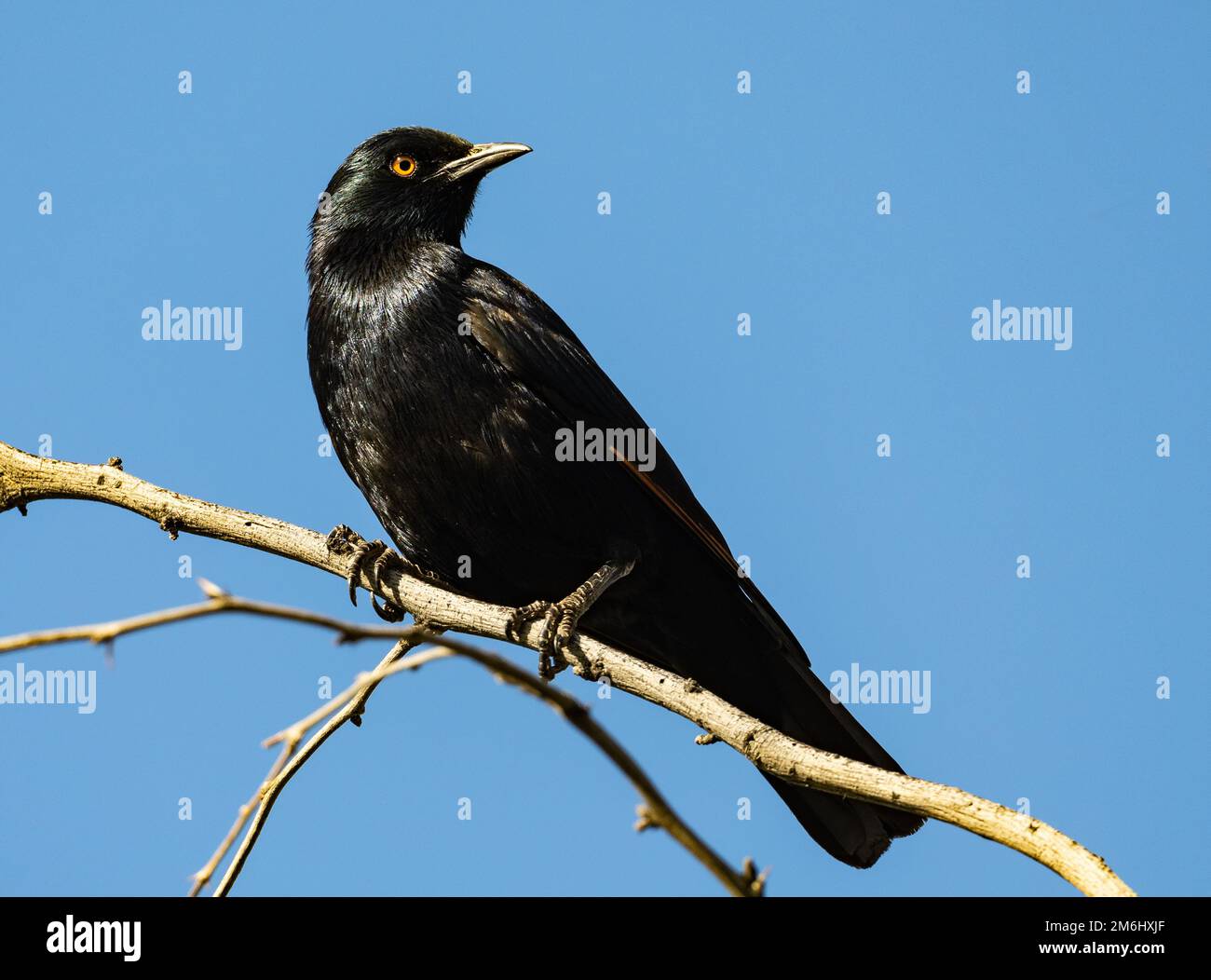 A Pale-winged Starling (Onychognathus nabouroup) perched on a branch ...