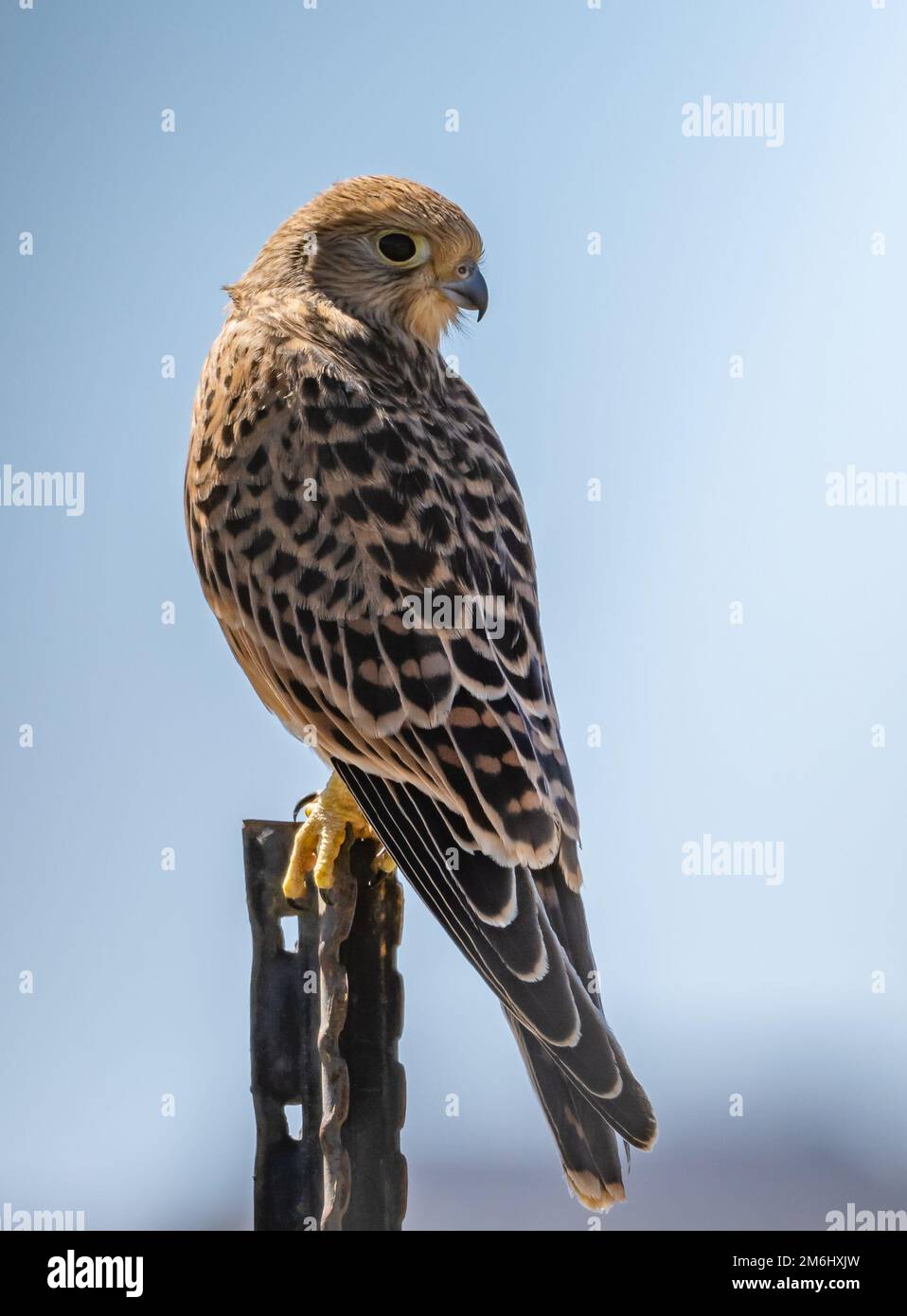 A Lesser Kestrel (Falco naumanni) perched on a fence post. Western Cape ...