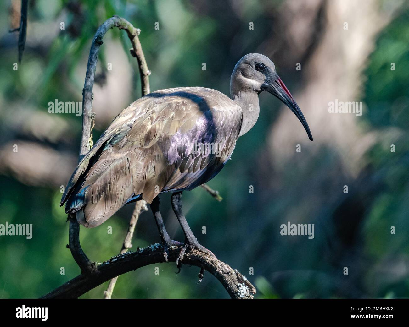 A Hadada Ibis (Bostrychia hagedash) standing on a branch. Western Cape ...