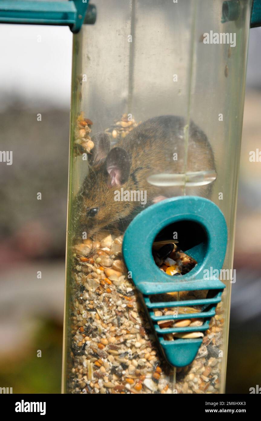 Field mouse (Apodemus sylvaticus) became trapped in a bird feeder and ...