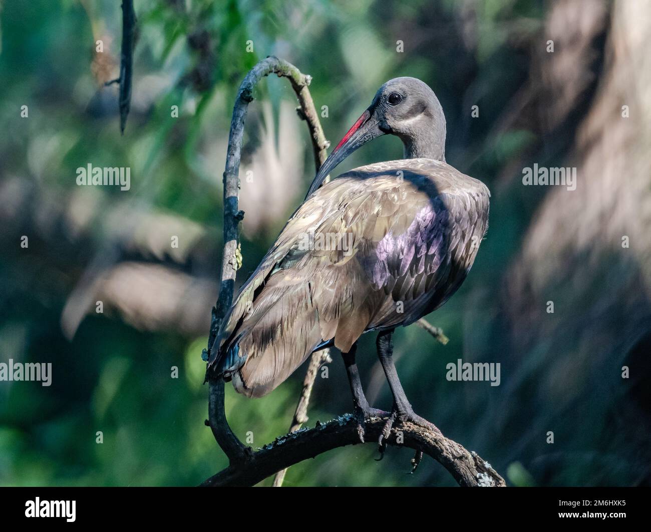 A Hadada Ibis (Bostrychia hagedash) standing on a branch. Western Cape ...