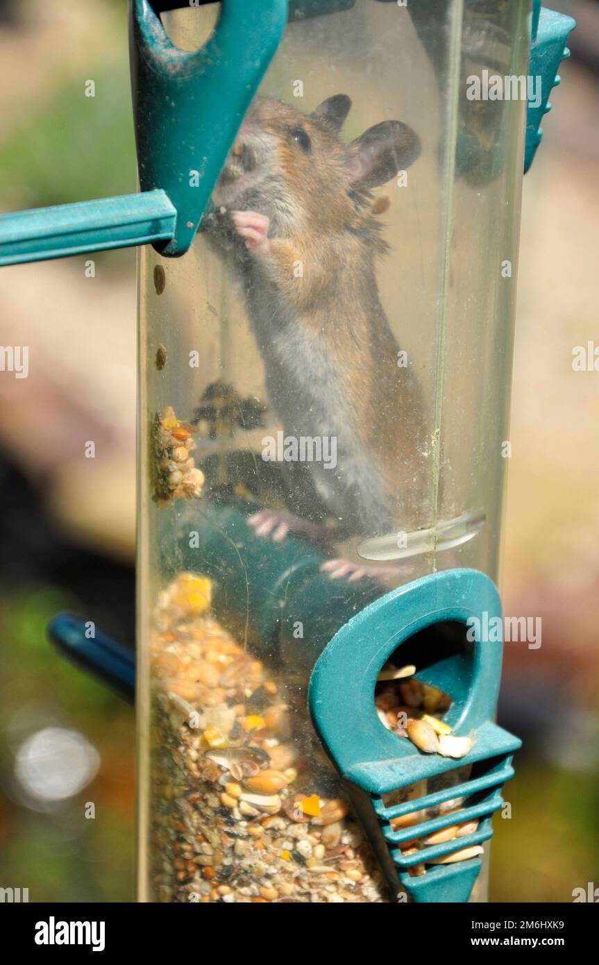 Field mouse (Apodemus sylvaticus) became trapped in a bird feeder and ...