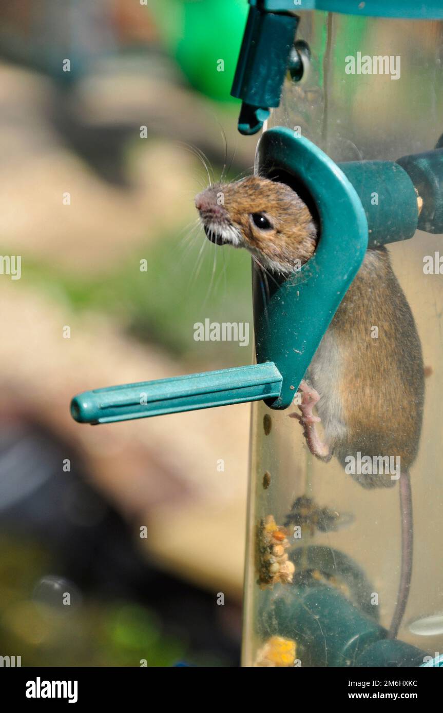 Mouse spring way hi-res stock photography and images - Alamy