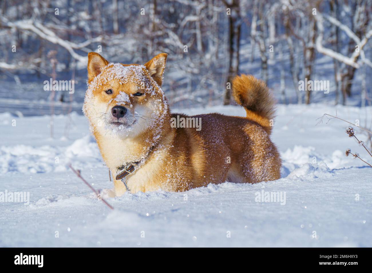 The Shiba Inu Japanese dog plays in the snow in winter Stock Photo - Alamy