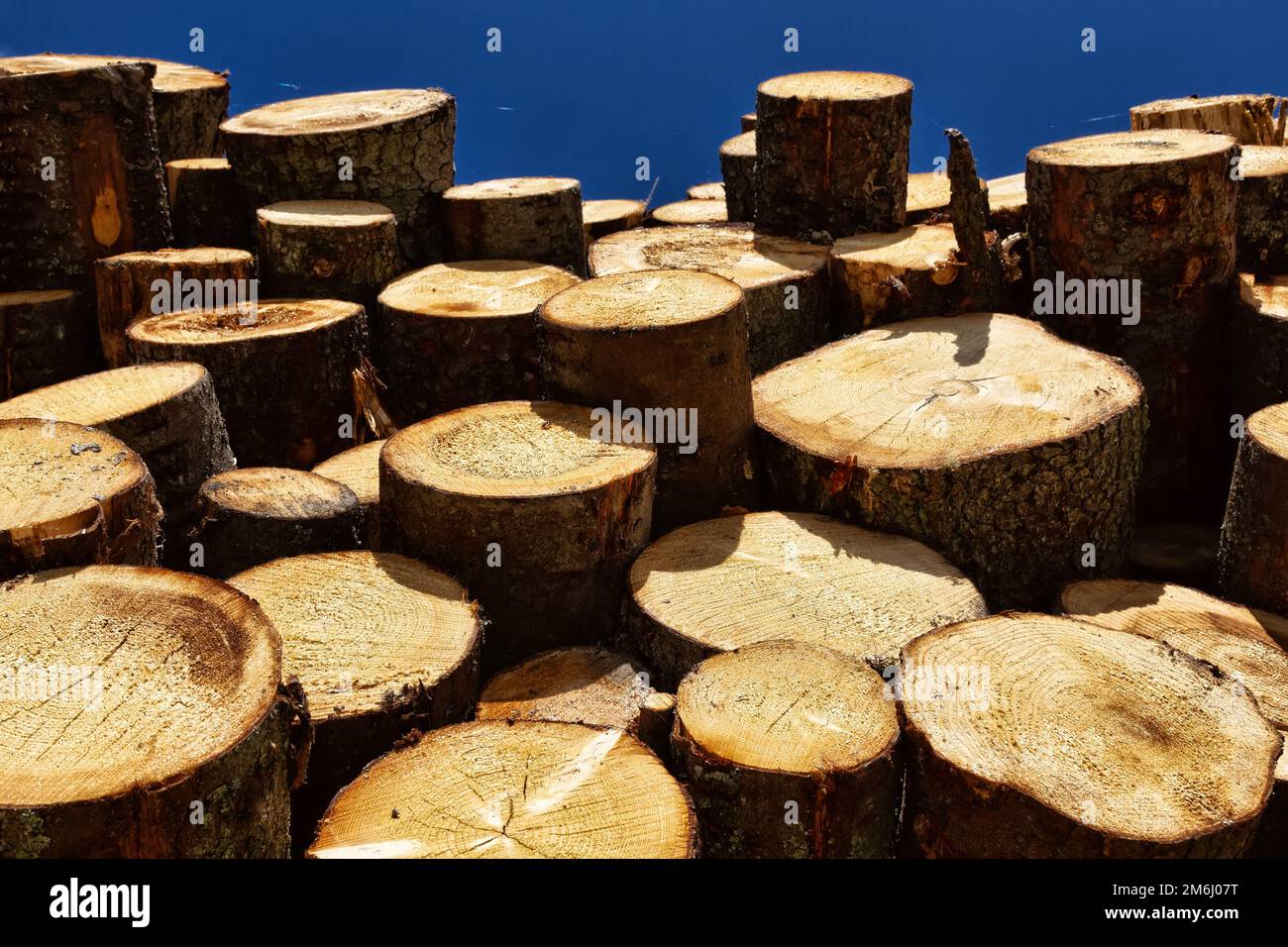 Timber cutting. Stack of spruce logs Stock Photo - Alamy