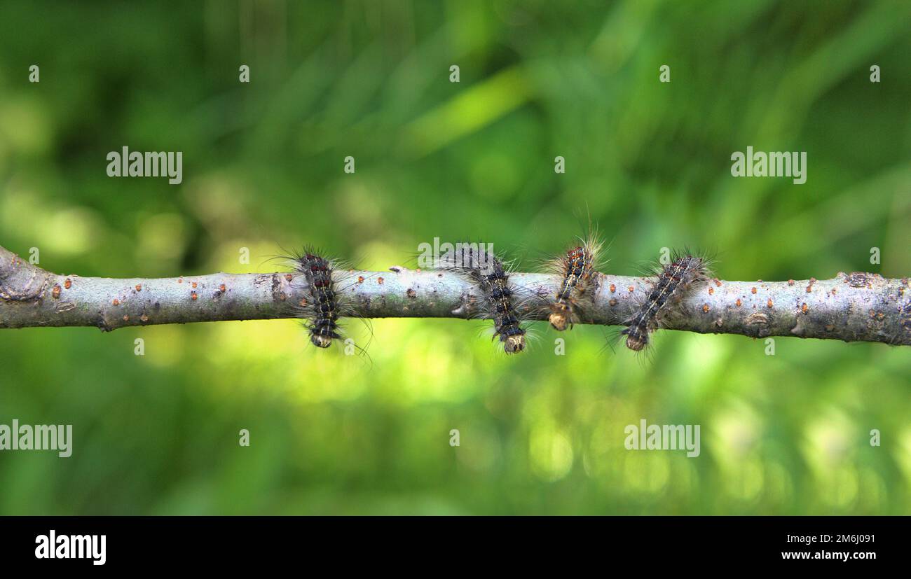 Gypsy moth caterpillars hi-res stock photography and images - Alamy