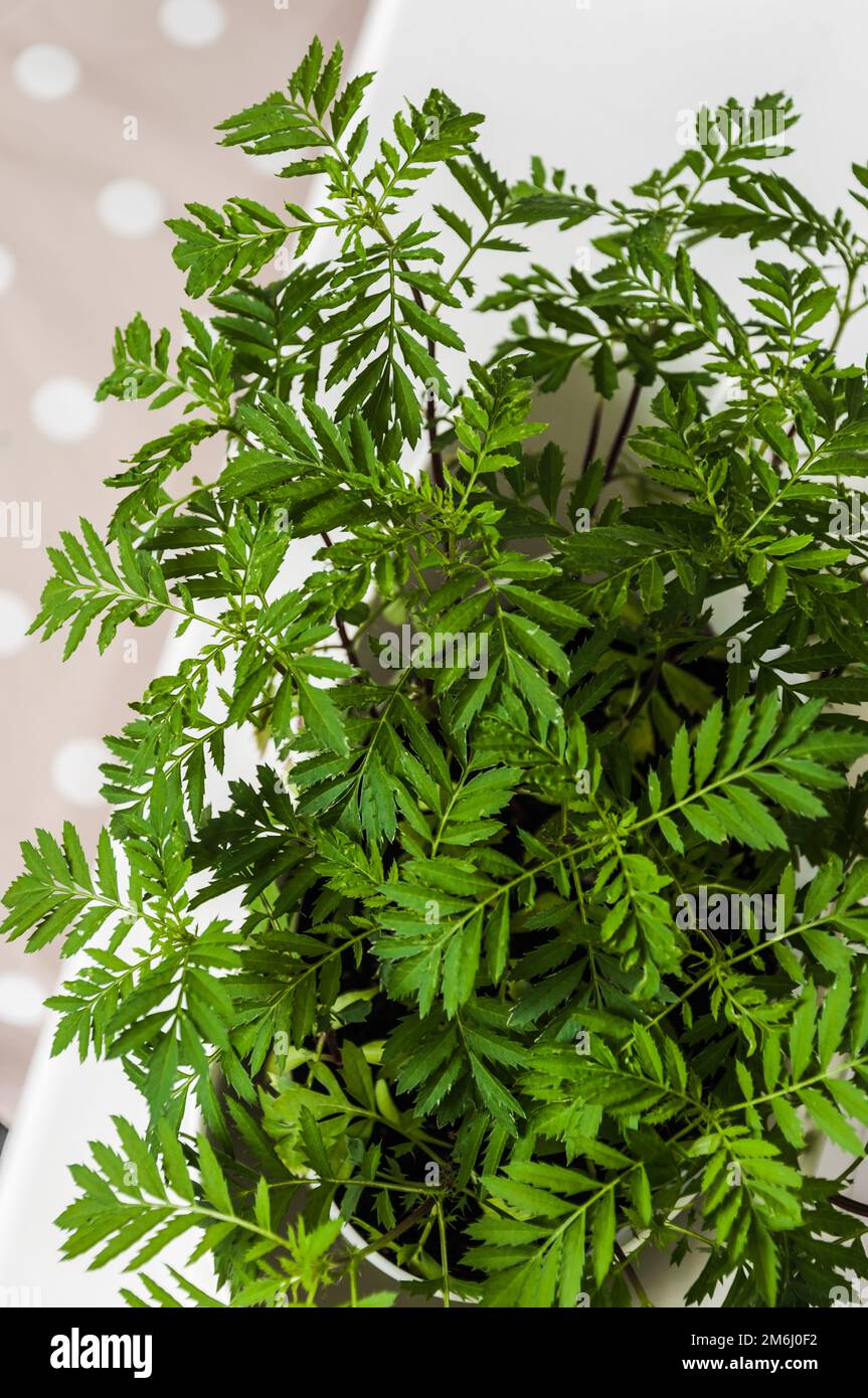 Marigold leaves hi-res stock photography and images - Alamy