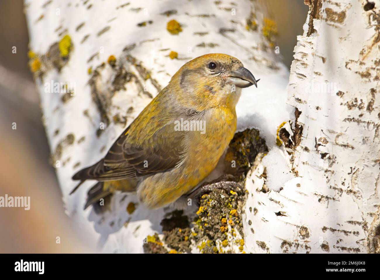 Common Crossbill