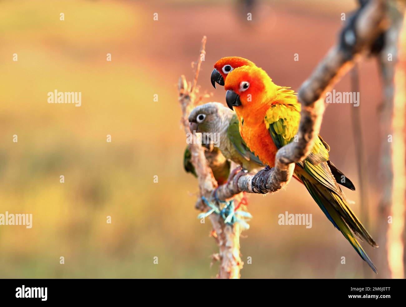 Small colorful parrots on a branch Stock Photo - Alamy