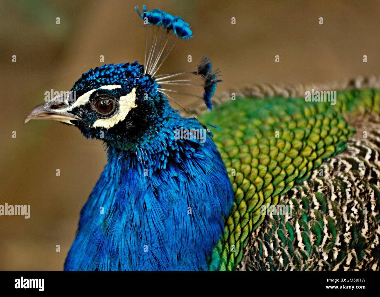 The proud peacock Stock Photo - Alamy