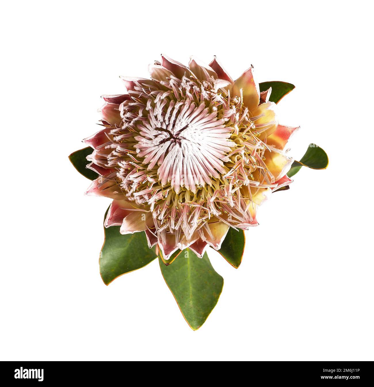 Protea flower, leaf, top above view isolated on white background. High ...