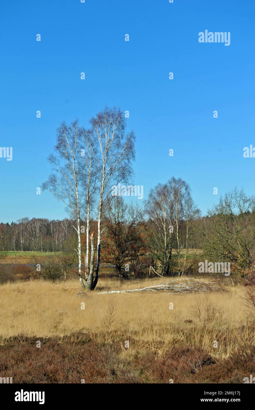 Moor birke spring hi-res stock photography and images - Alamy