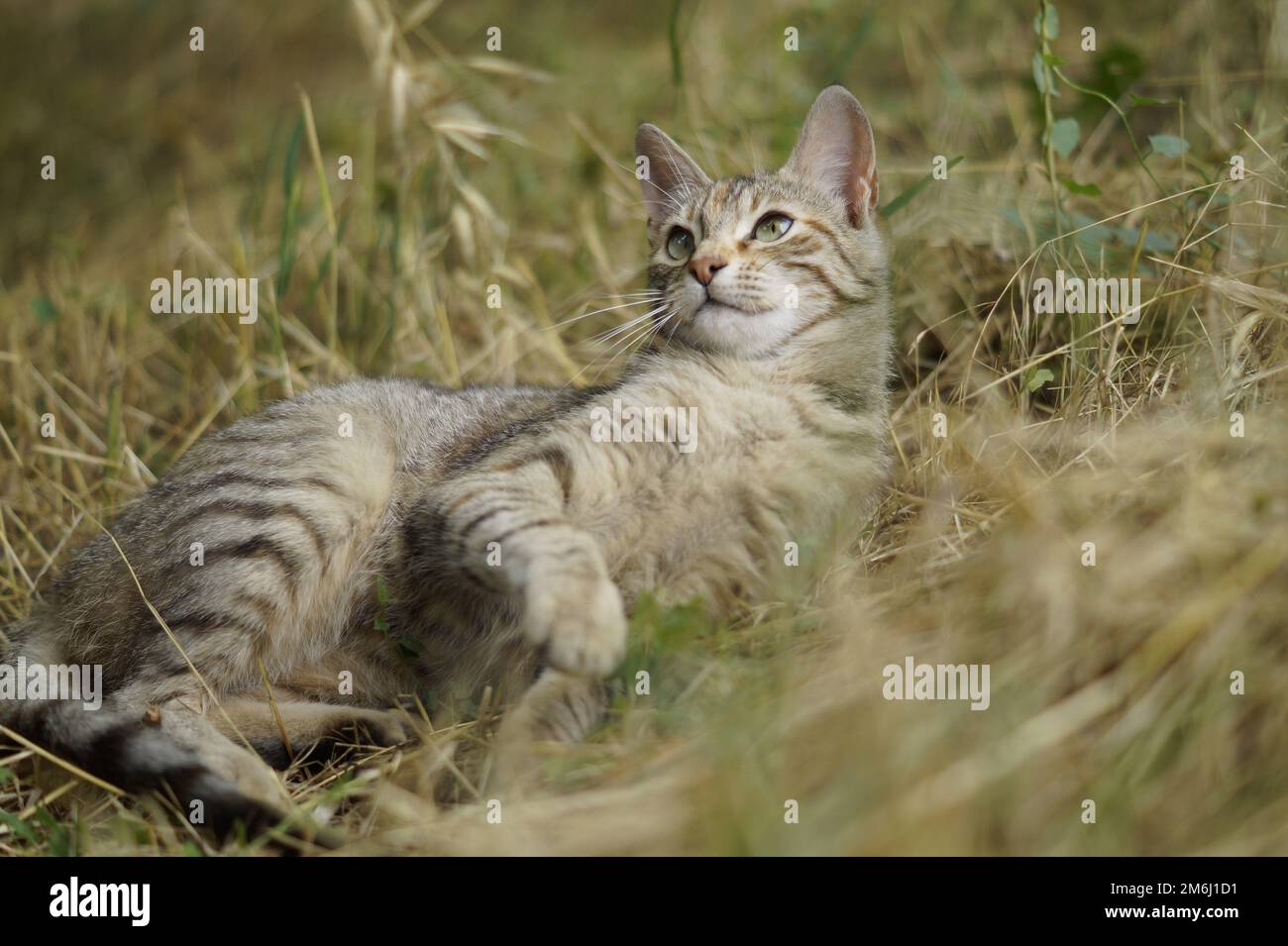 Closeup cat sitting outdoors hi-res stock photography and images - Alamy