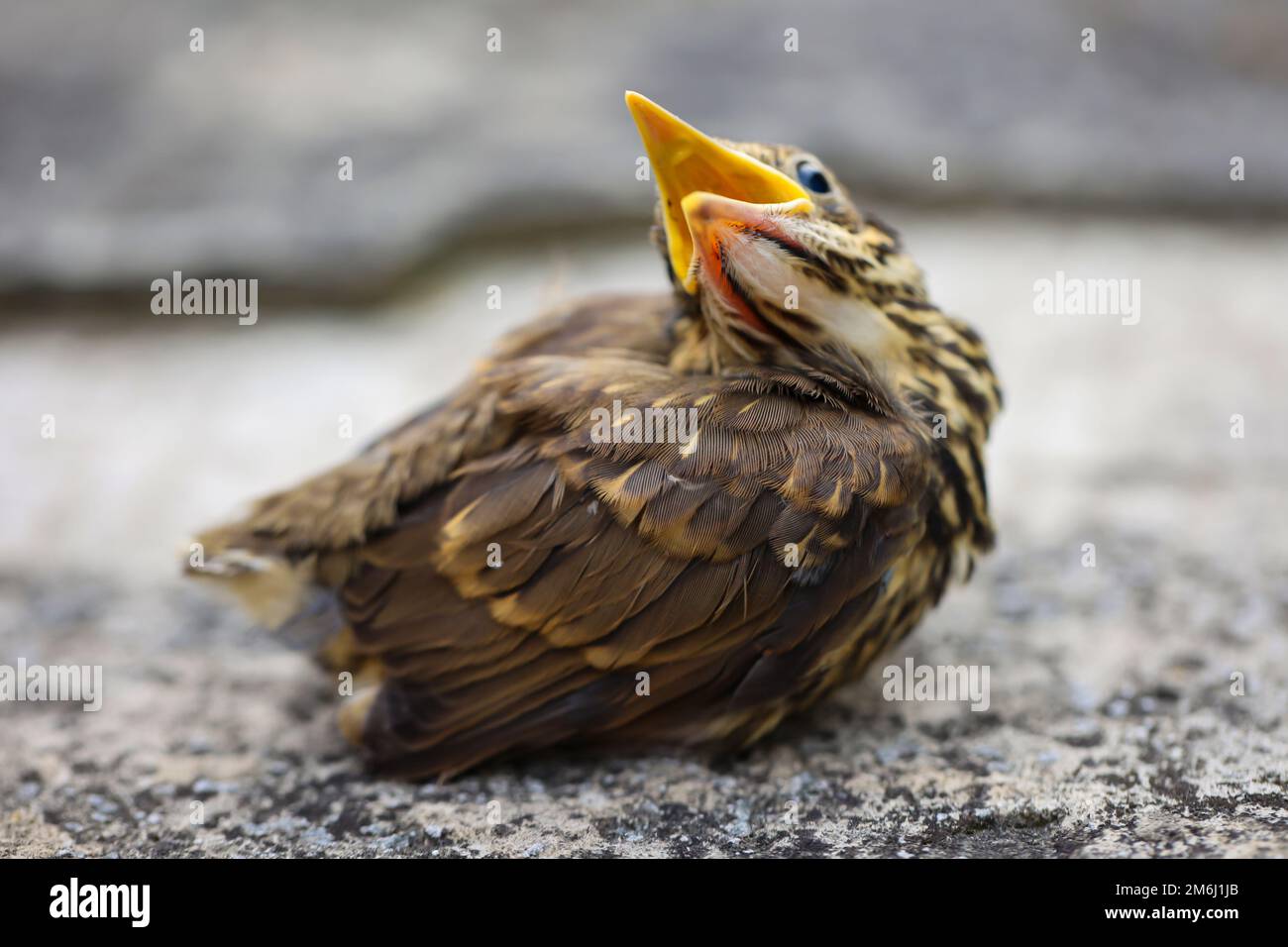 Close up of a young fledgling song thrush, baby song thrush Stock Photo ...